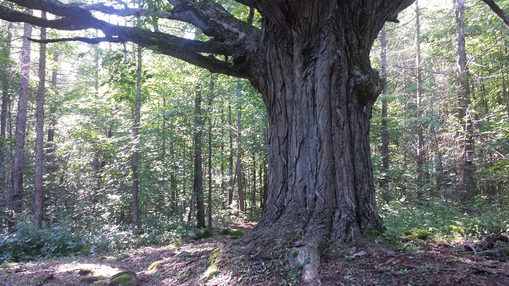 A Most Extraordinary Tree – Off-Grid Retreat